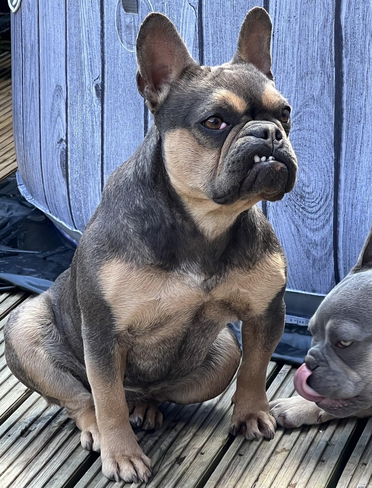 Ruff! UK’s seven ugliest dogs revealed – The NEN – North Edinburgh News