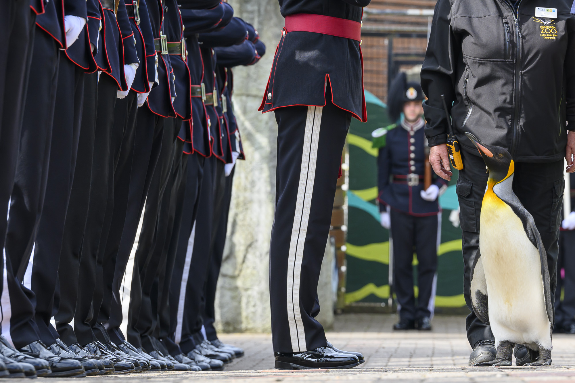 Guard of Honour for world’s most prestigious penguin! – The NEN – North ...