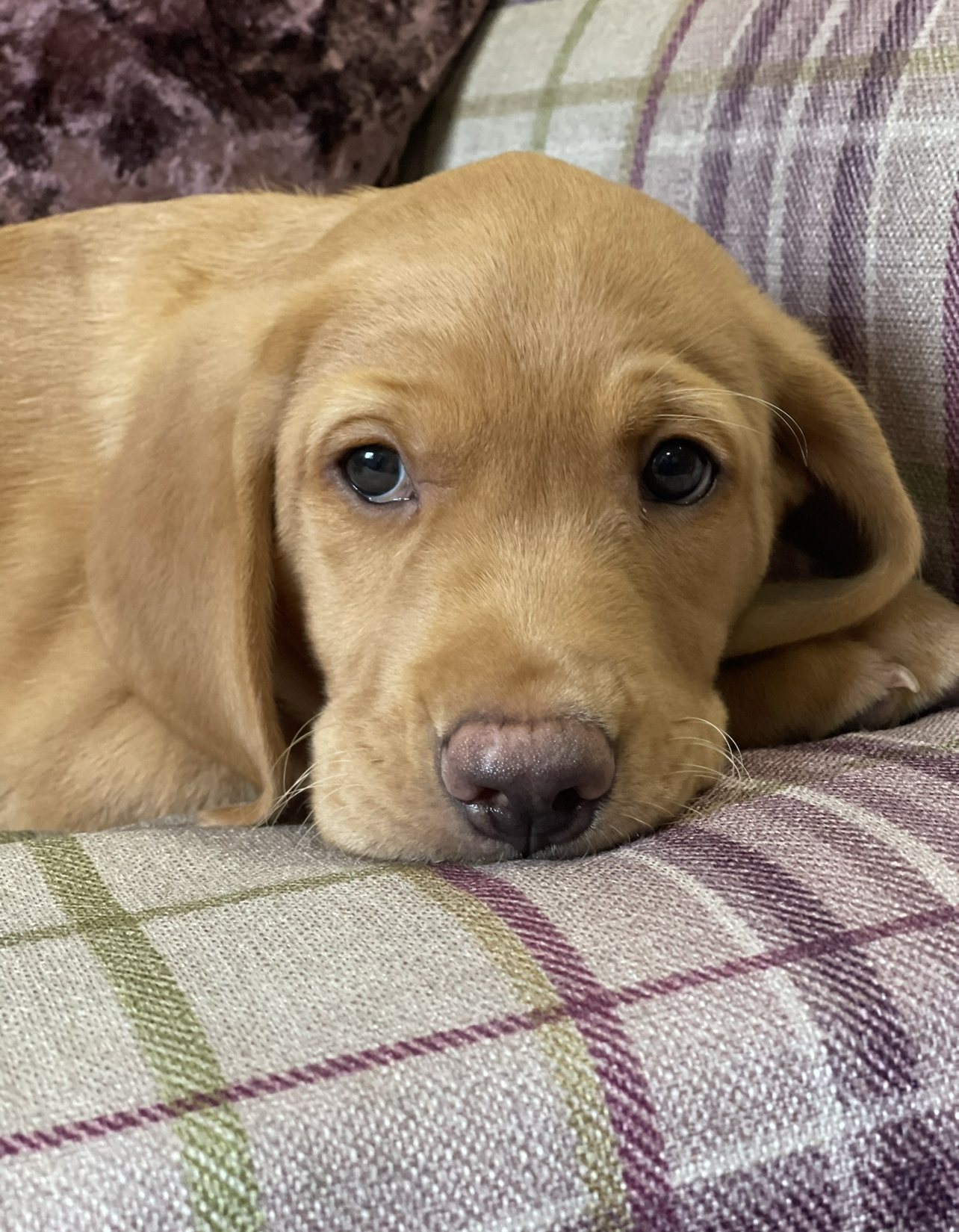 Queens Manor visited by furry friend! – The NEN – North Edinburgh News
