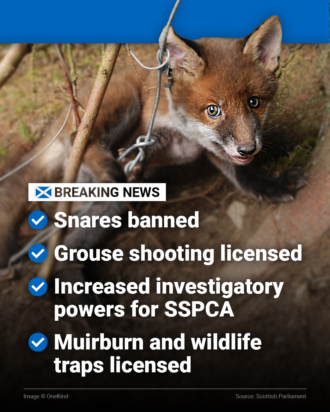 Scotland’s snare ban “an important day for animal welfare” – The NEN ...