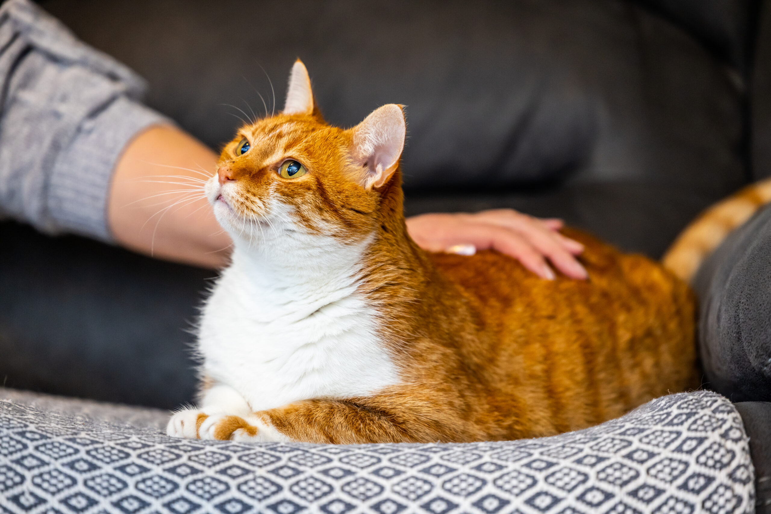 Cats Protection welcomes call for compulsory microchipping in Scotland ...