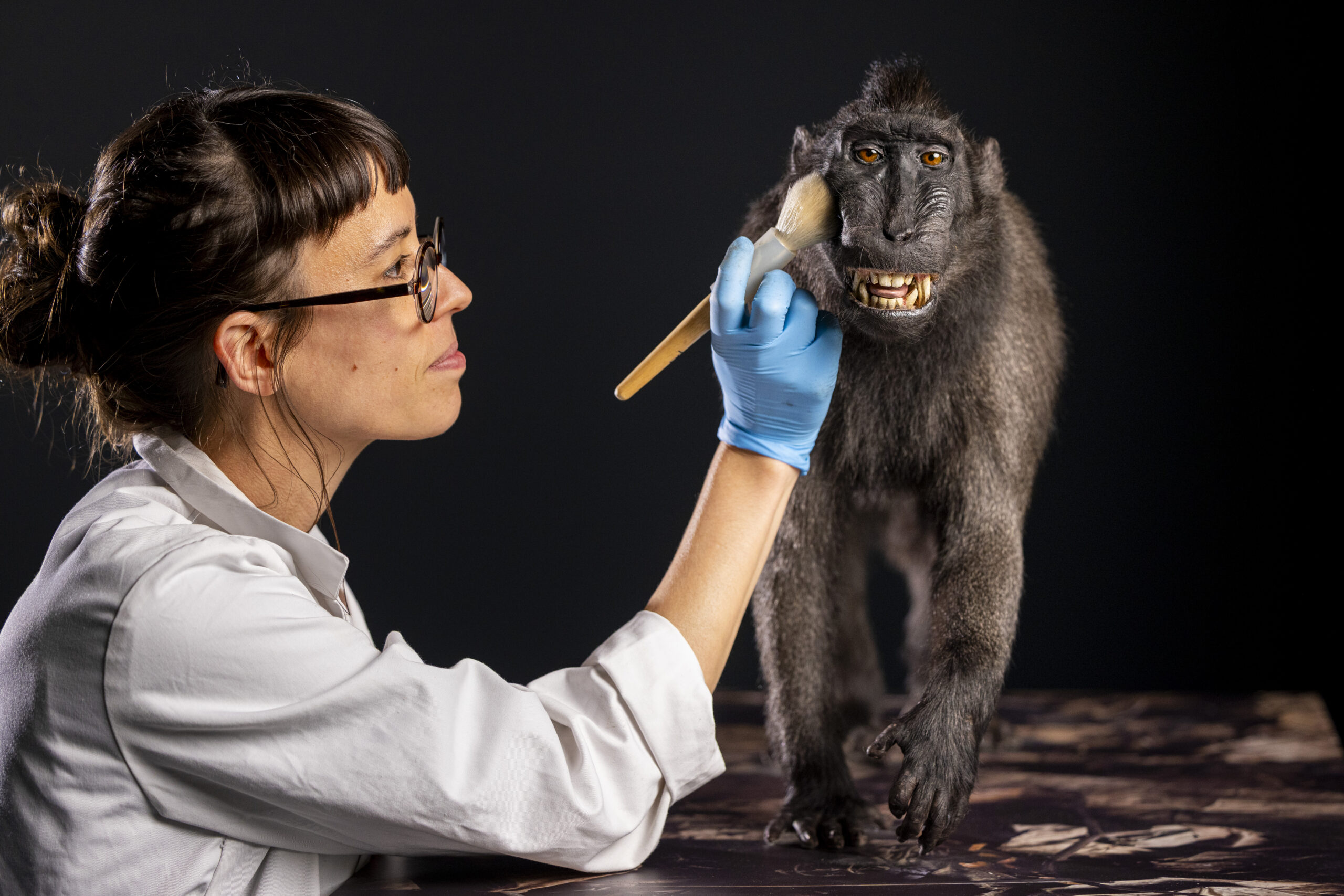 Monkeys: Our Primate Family – The NEN – North Edinburgh News