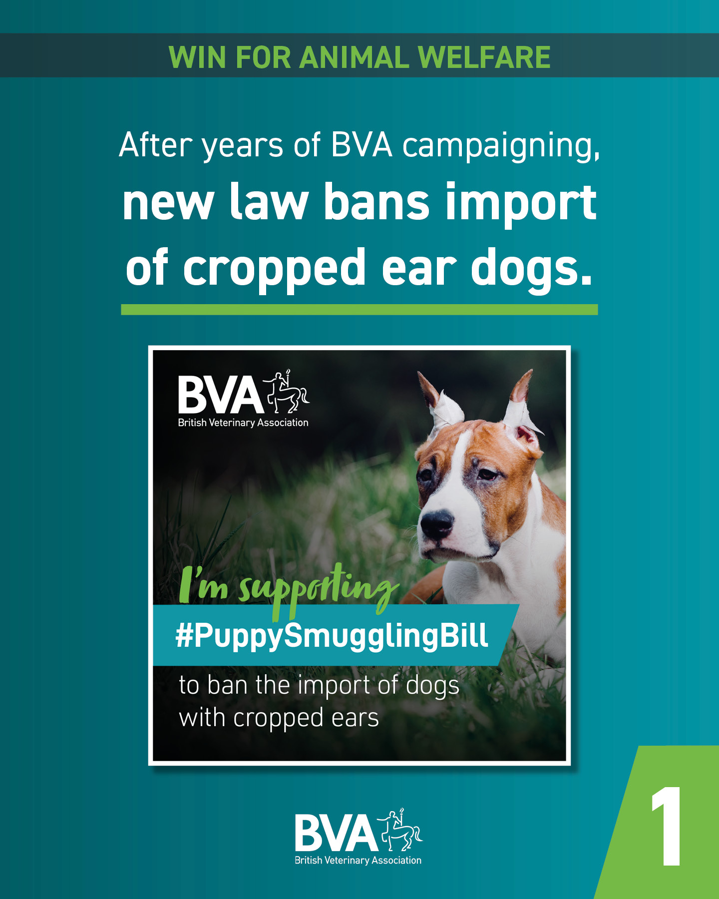Massive win for animal welfare as new new vet-backed law set to clamp ...