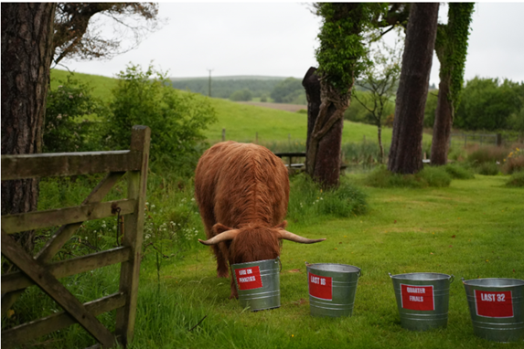 Watch Senga the Highland Cow predict Scotland’s chances in the World ...